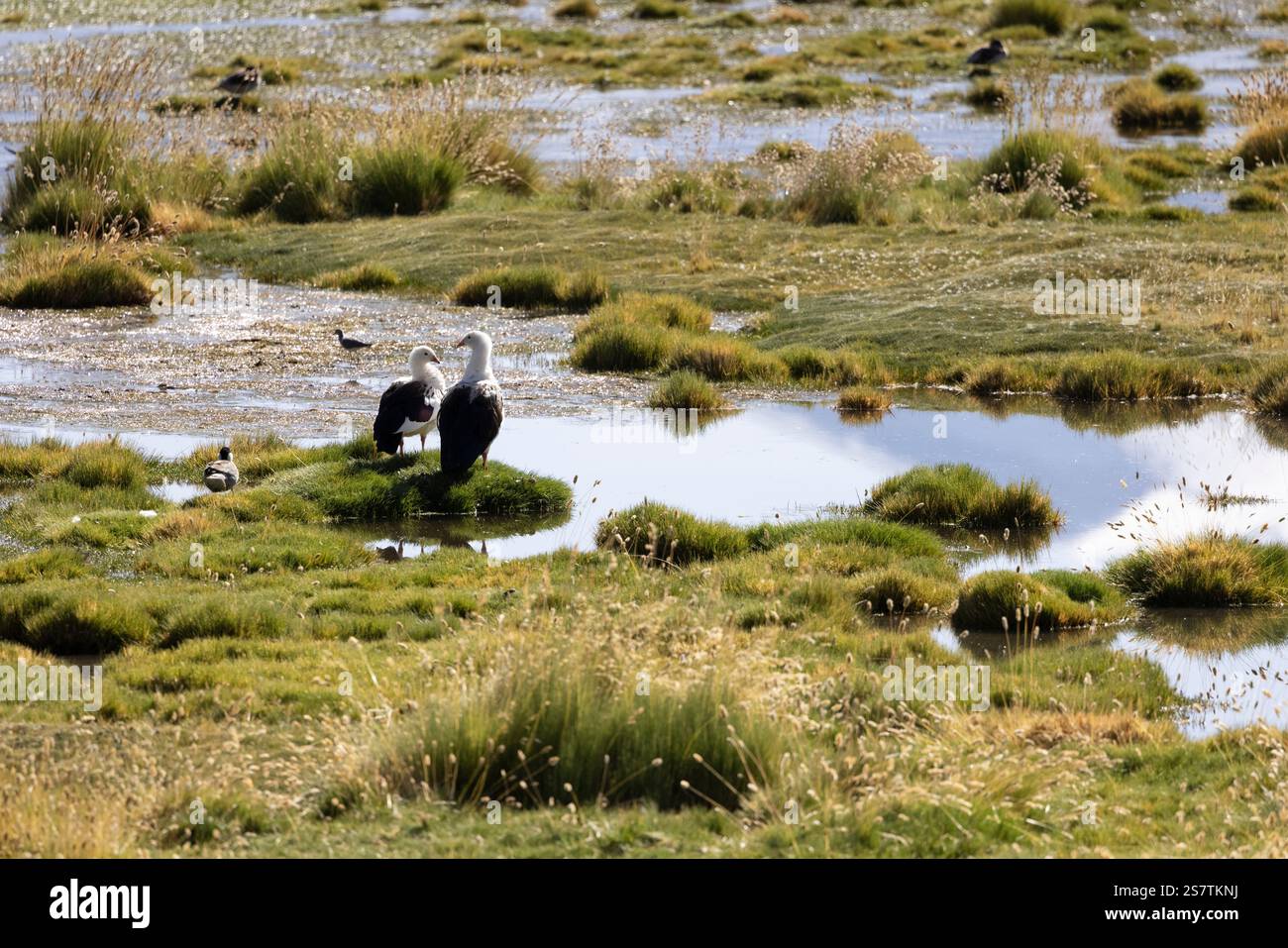 birds in lagoon in altiplano Stock Photo - Alamy