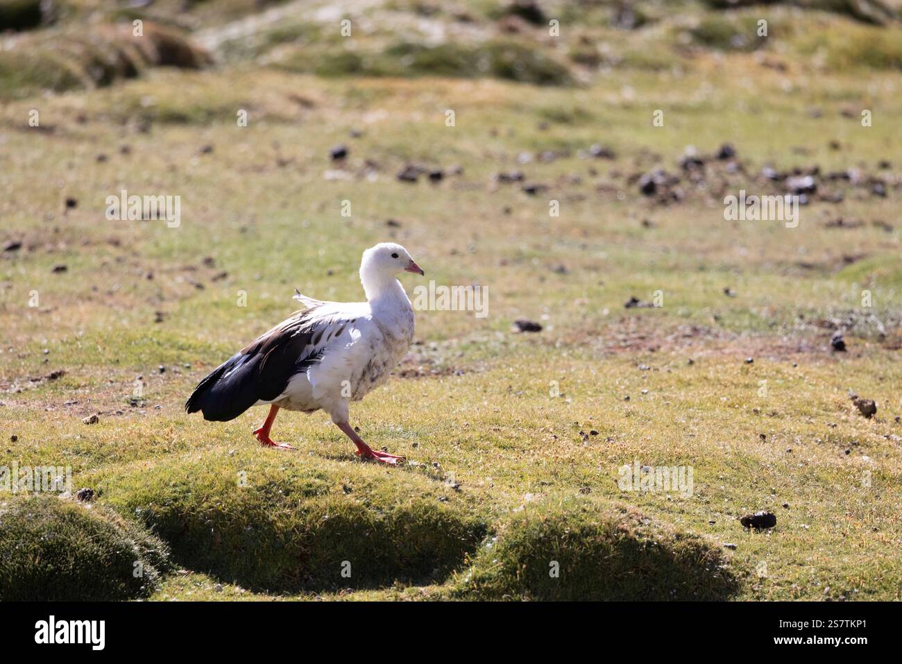 local bird in atacama desert lagoon Stock Photo - Alamy