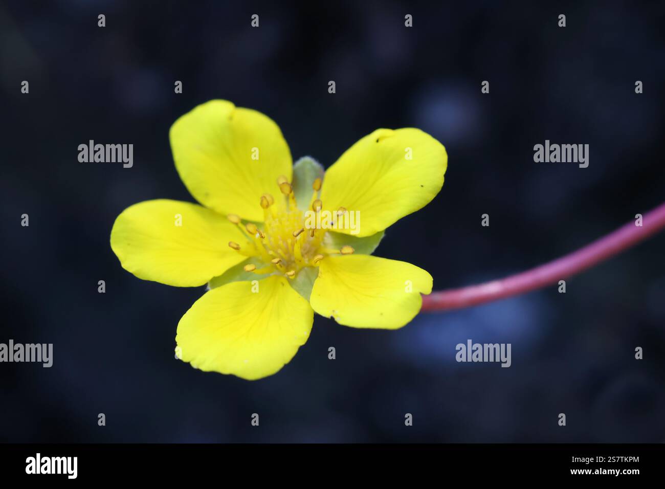 Creeping Cinquefoil, Potentilla reptans, also known as Creeping ...