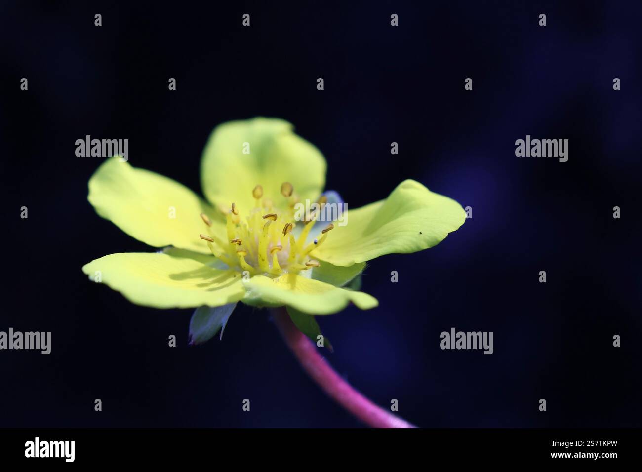 Creeping Cinquefoil, Potentilla reptans, also known as Creeping ...