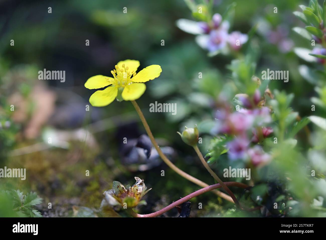 Creeping Cinquefoil, Potentilla reptans, also known as Creeping ...