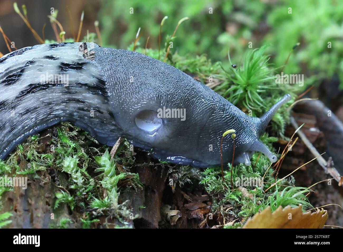 Limax cinereoniger, commonly known as ash-black slug, largest land slug ...