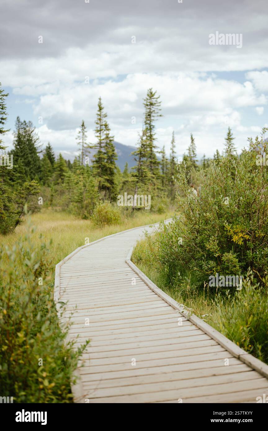 Wooden boardwalk winding through lush greenery in Canmore, Canada Stock ...