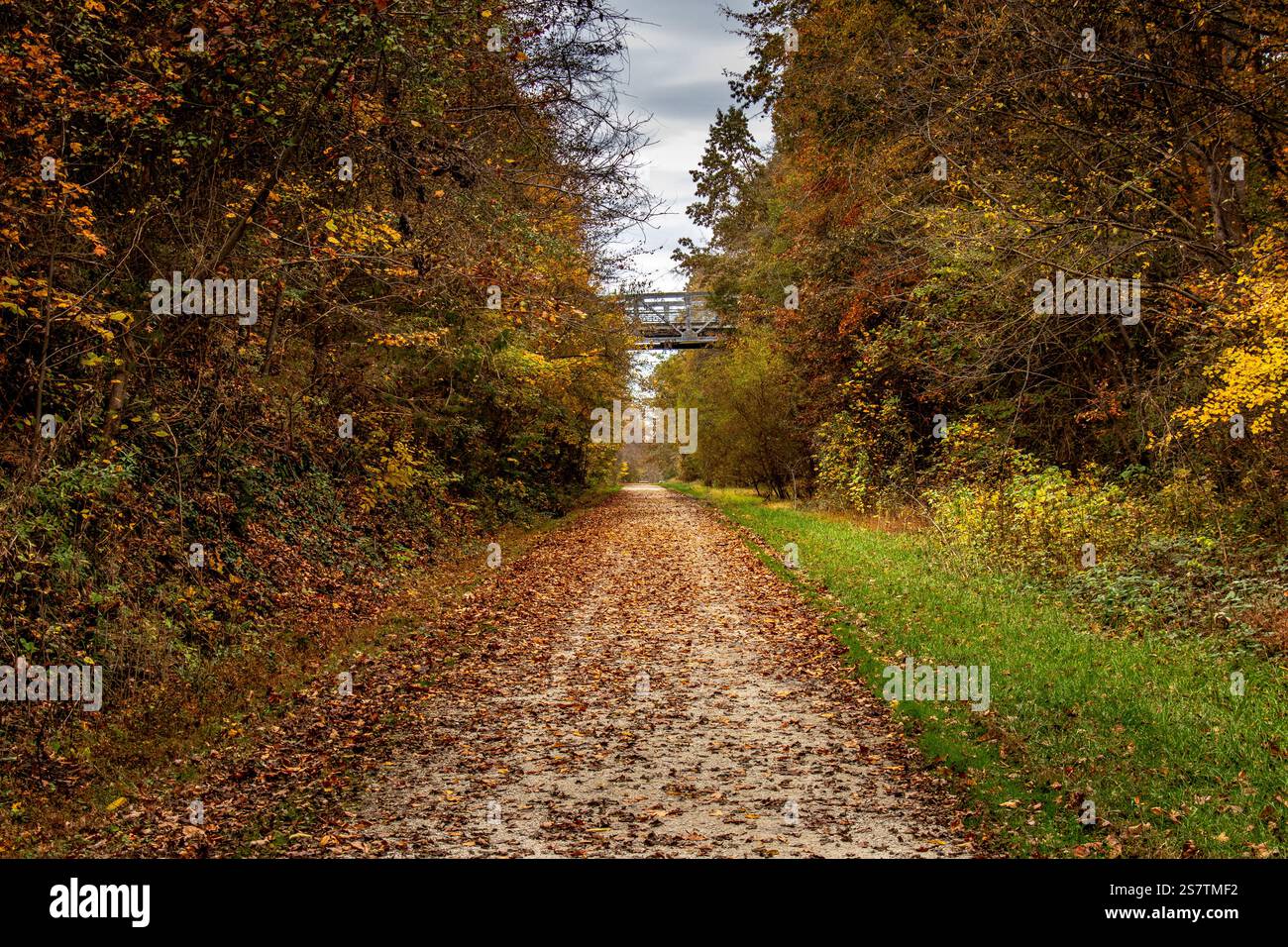 Autumn Trail Through a Forest with Vibrant Foliage 2 Stock Photo - Alamy