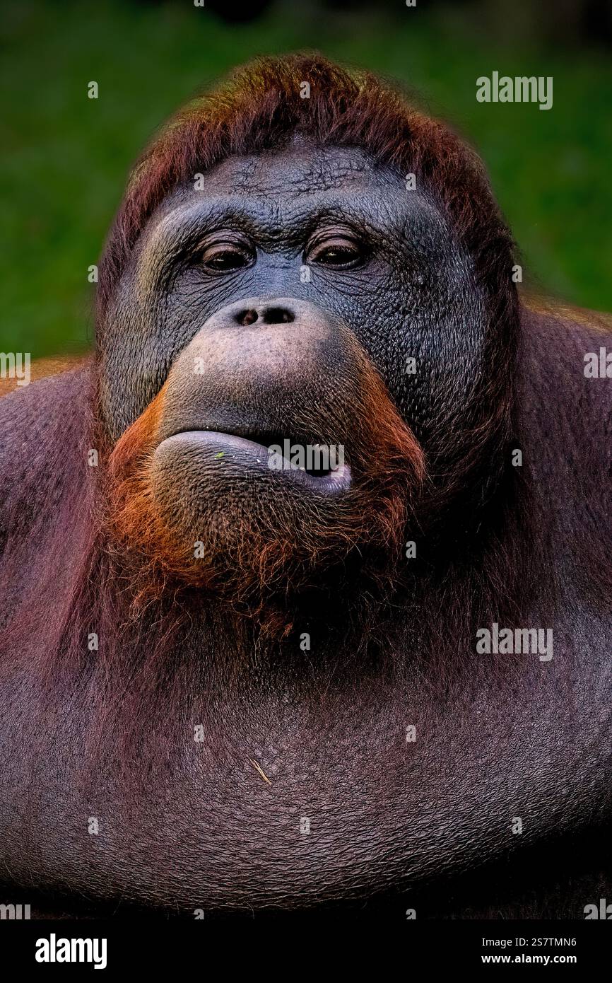 Portrait of Male Bornean Orangutan Stock Photo - Alamy