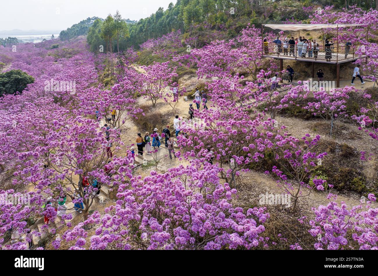 Pink trumpet trees bloom in Guangzhou City, south China's Guangdong ...
