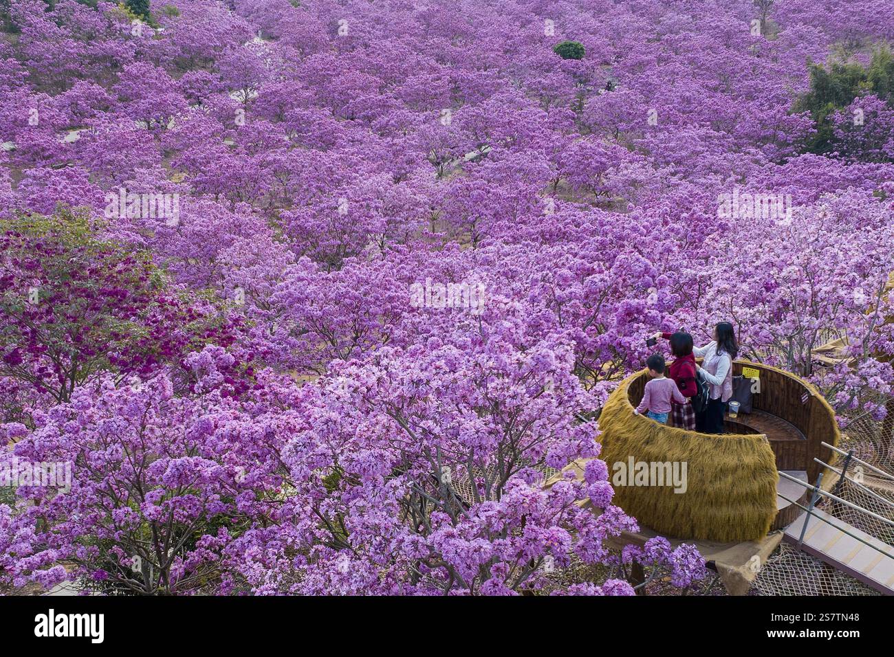 Pink trumpet trees bloom in Guangzhou City, south China's Guangdong ...