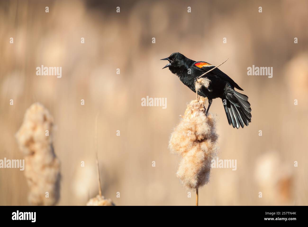 Male Red-winged Blackbird calling from atop a cattail Stock Photo - Alamy