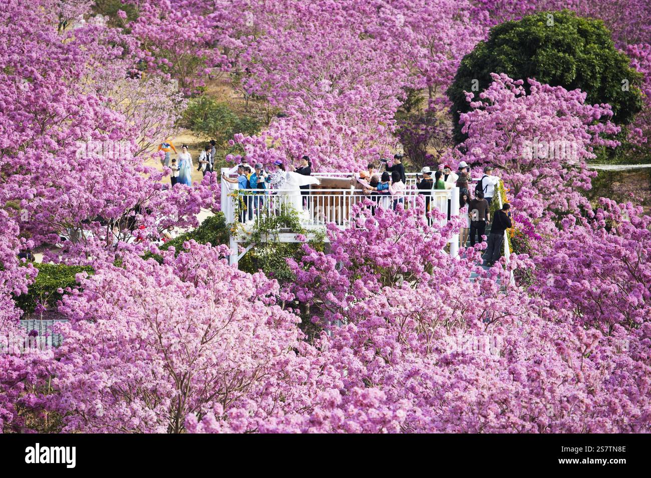 Pink trumpet trees bloom in Guangzhou City, south China's Guangdong ...