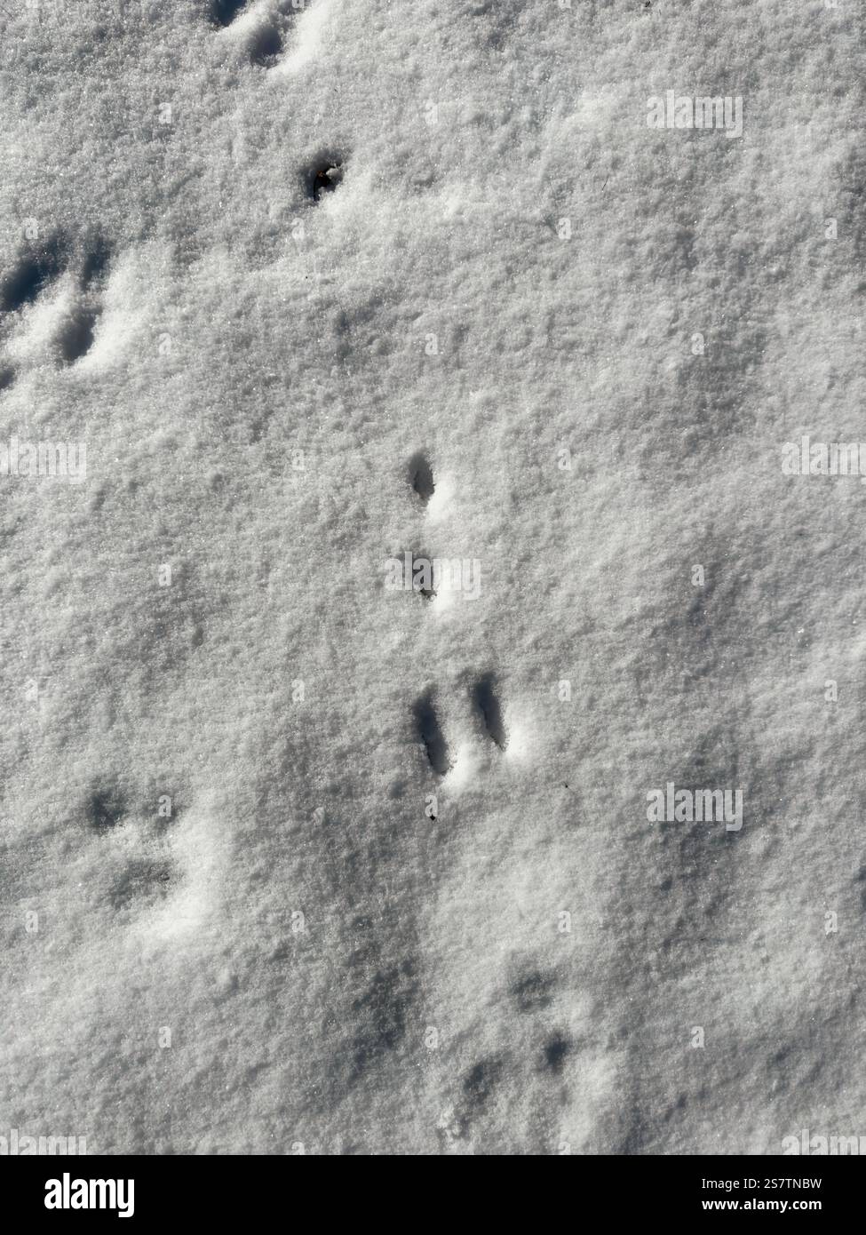 Rabbit Prints After a Winter Storm Stock Photo - Alamy