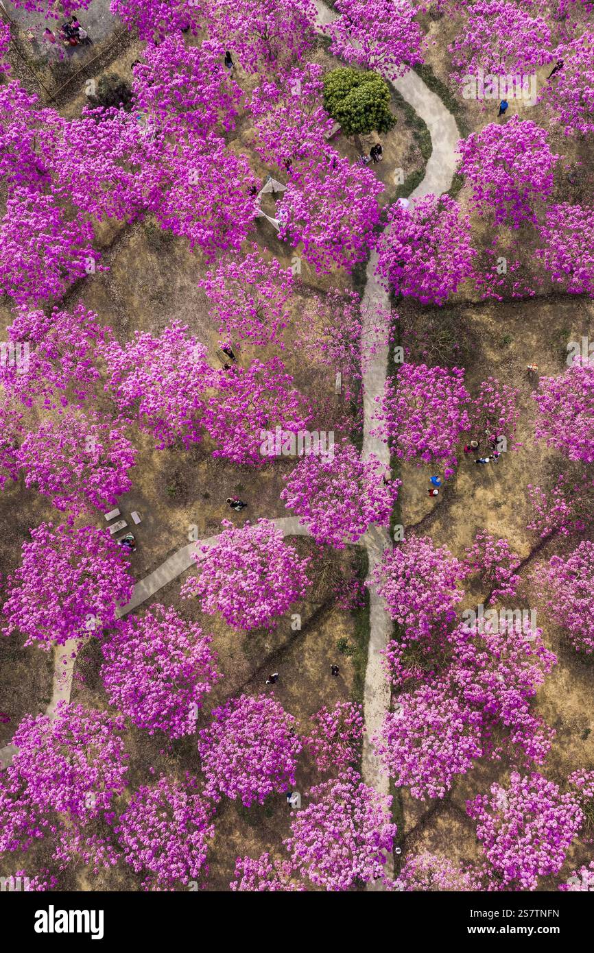 Pink trumpet trees bloom in Guangzhou City, south China's Guangdong ...