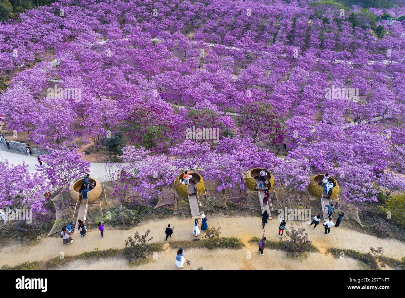 Pink trumpet trees bloom in Guangzhou City, south China's Guangdong ...