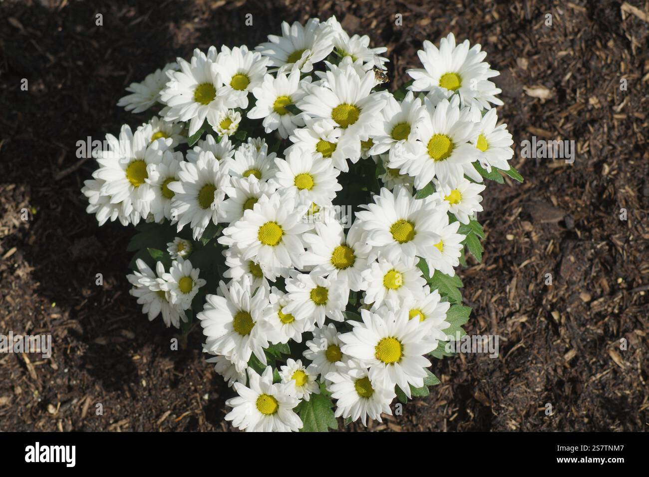 Winter aster, Chrysanthemum, Chrysanthemum Swifty, white flowering, is ...