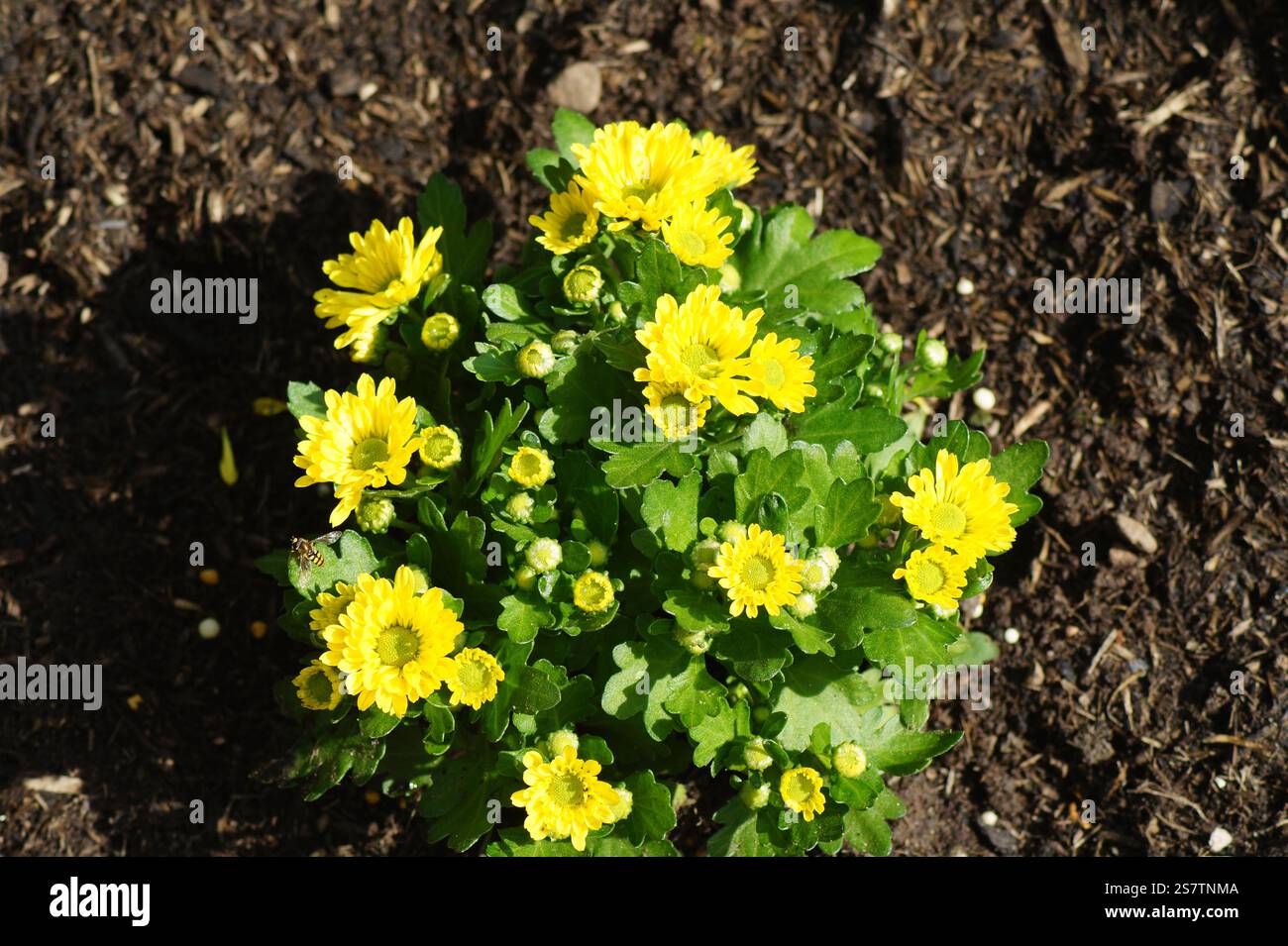 Winter aster, Chrysanthemum, Chrysanthemum Swifty, yellow flowering, is ...