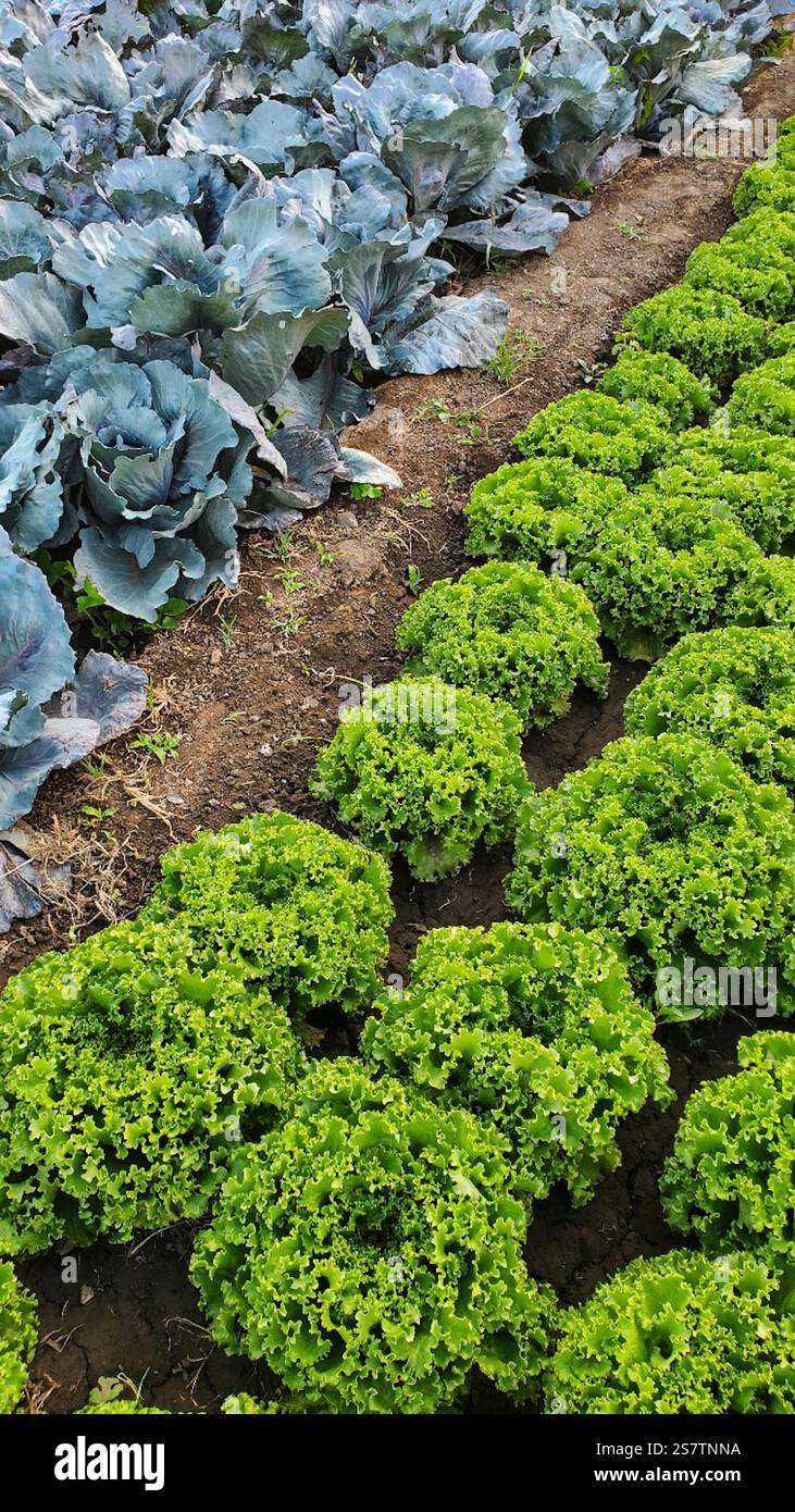 Lettuce Crops Growing on field in Oaxaca Stock Photo - Alamy