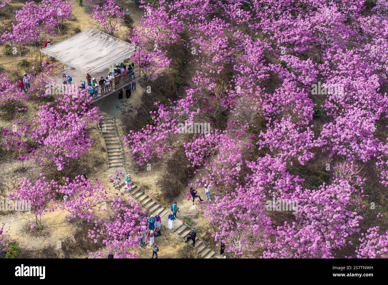 Pink trumpet trees bloom in Guangzhou City, south China's Guangdong ...