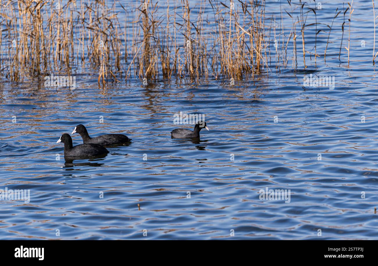 Common coot bird on the water of lake Stock Photo - Alamy