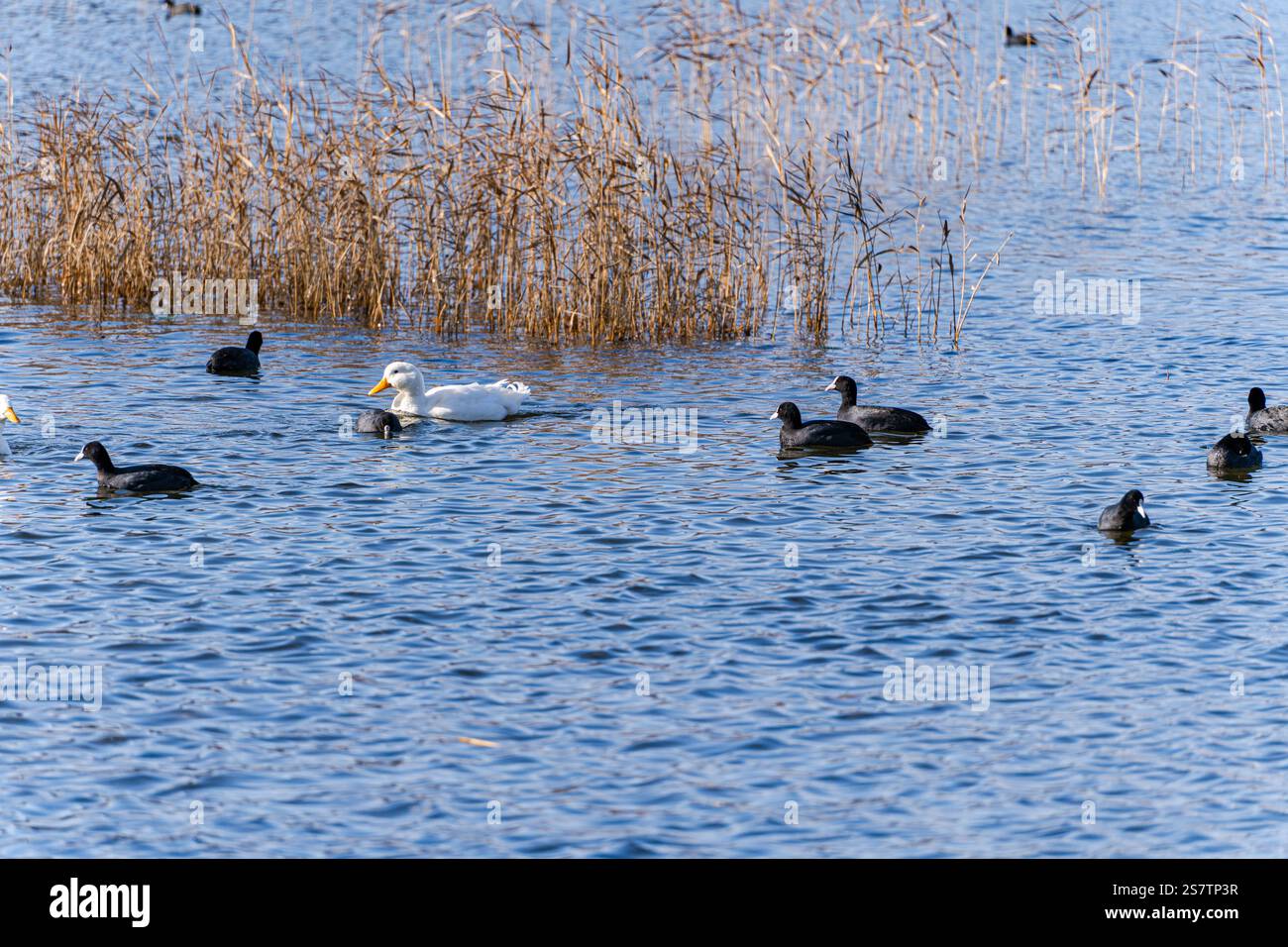 Common coot bird on the water of lake Stock Photo - Alamy