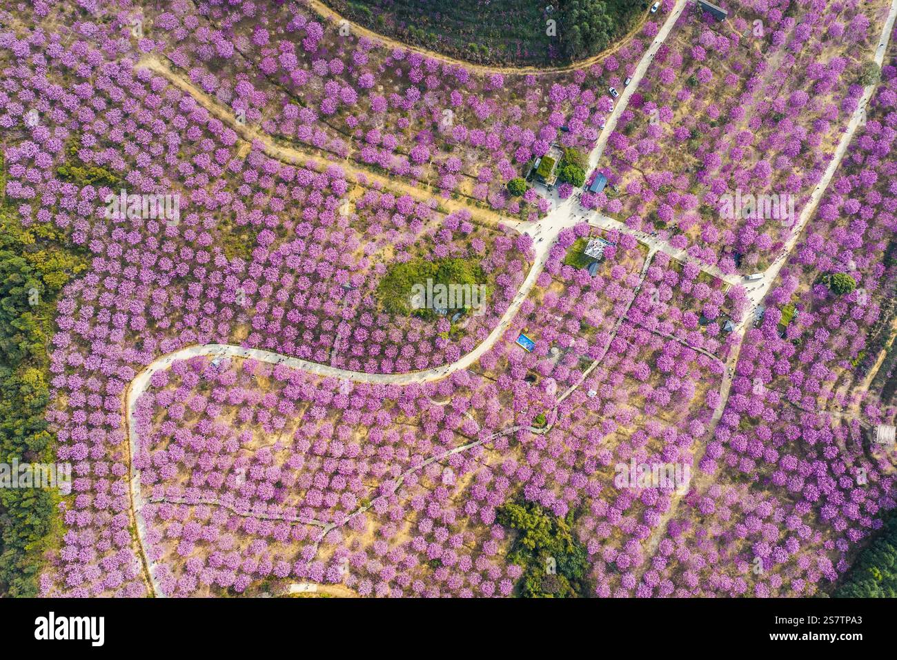 Pink trumpet trees bloom in Guangzhou City, south China's Guangdong ...