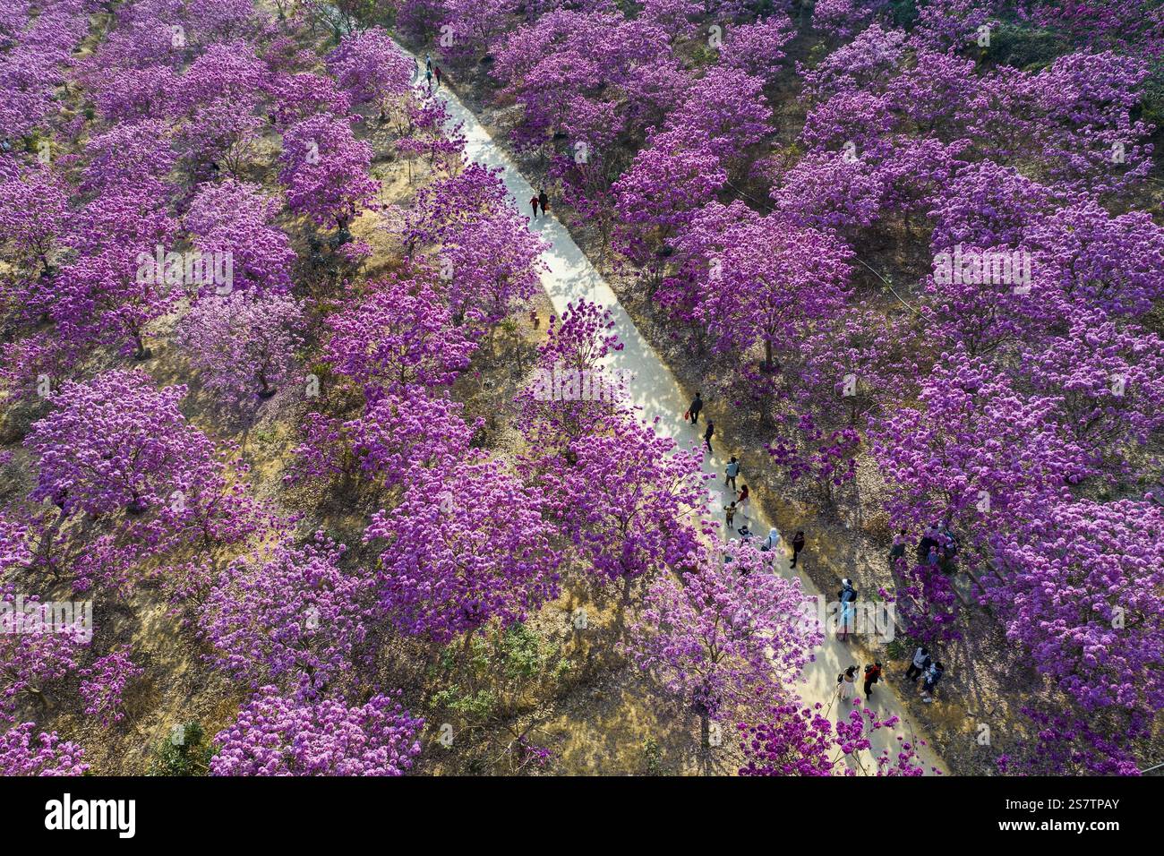 Pink trumpet trees bloom in Guangzhou City, south China's Guangdong ...