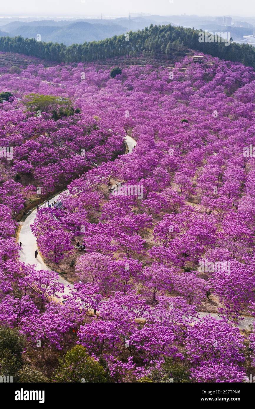 Pink trumpet trees bloom in Guangzhou City, south China's Guangdong ...