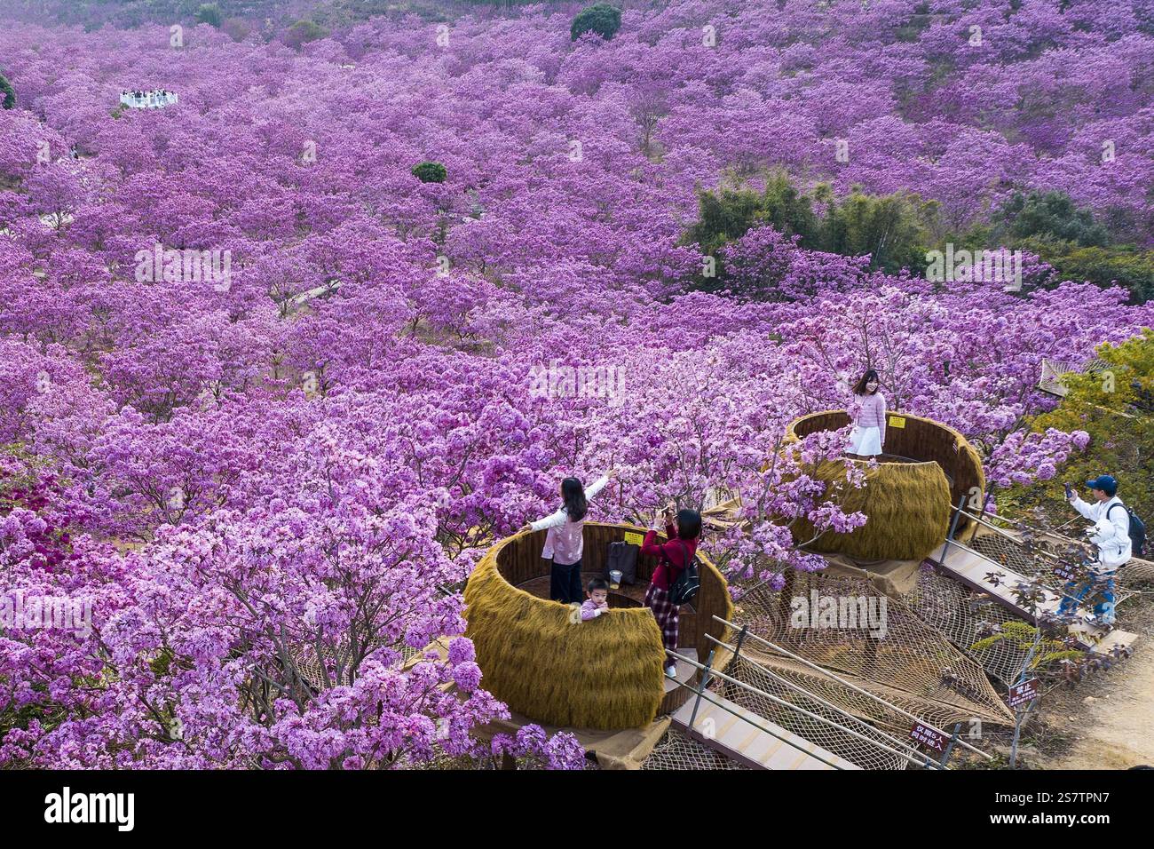 Pink trumpet trees bloom in Guangzhou City, south China's Guangdong ...