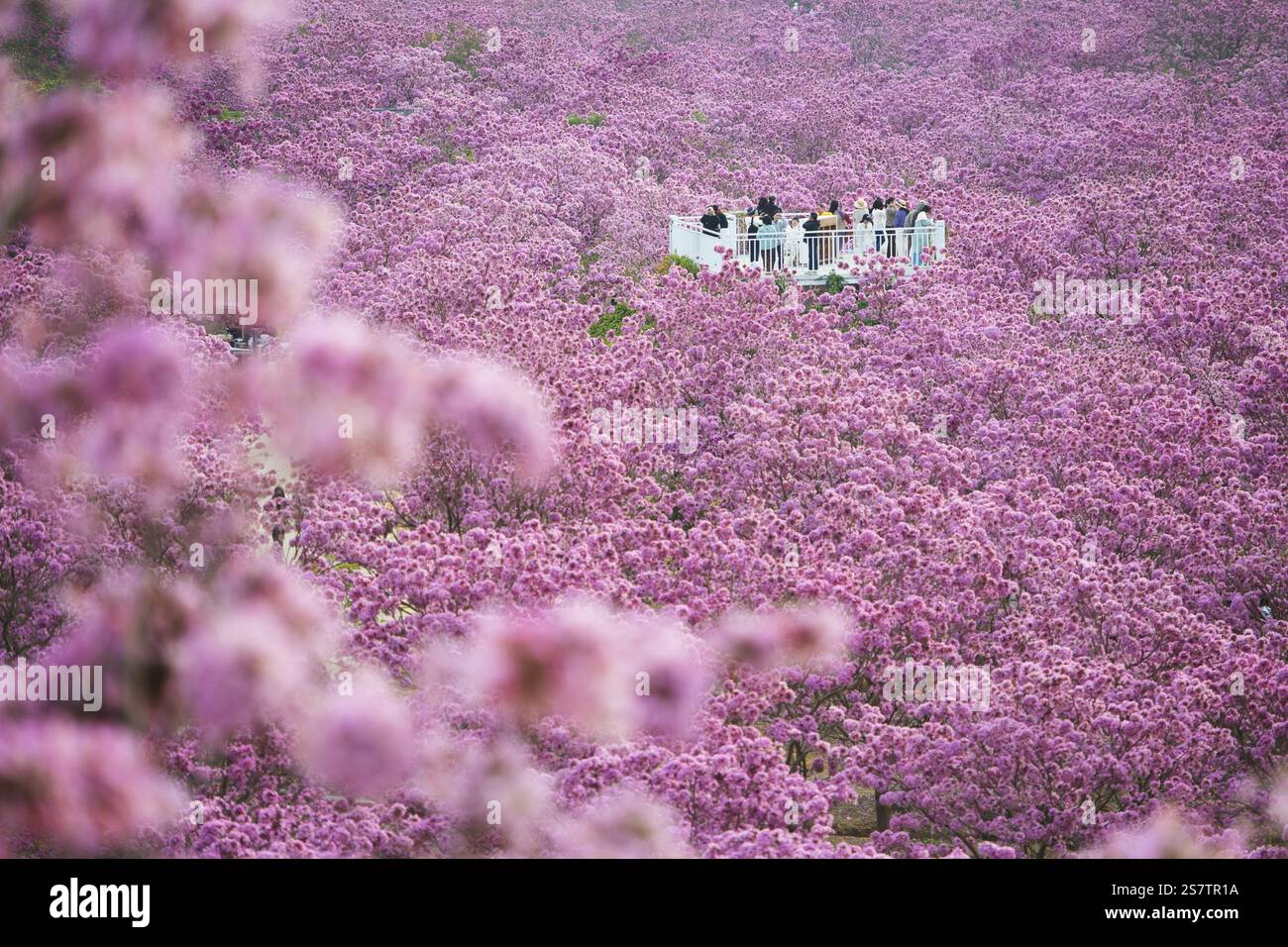 Pink trumpet trees bloom in Guangzhou City, south China's Guangdong ...