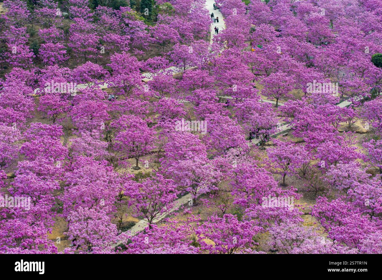 Pink trumpet trees bloom in Guangzhou City, south China's Guangdong ...