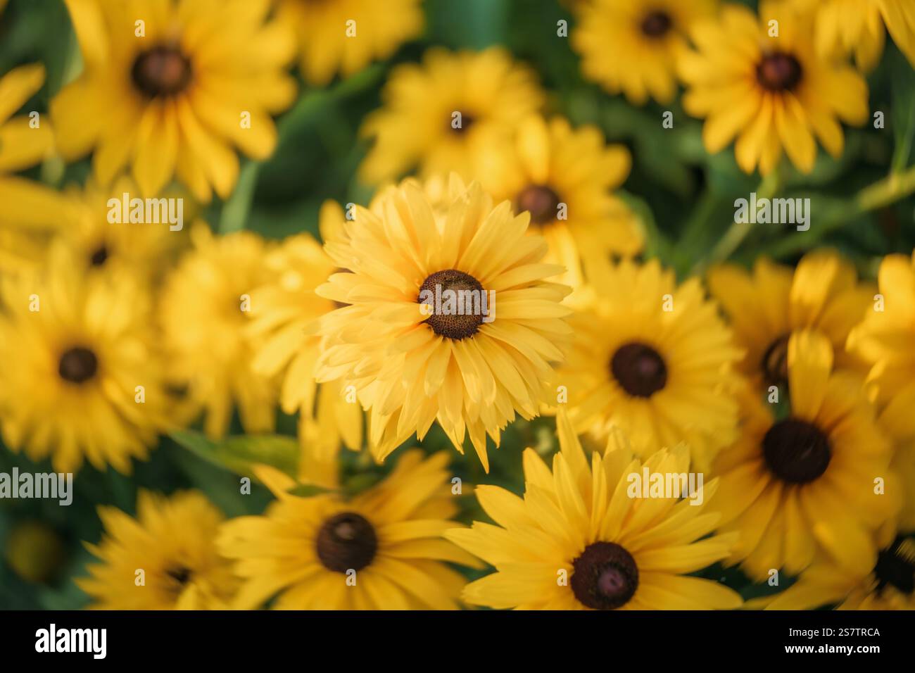 Bouquet fresh field wildflowers hi-res stock photography and images - Alamy