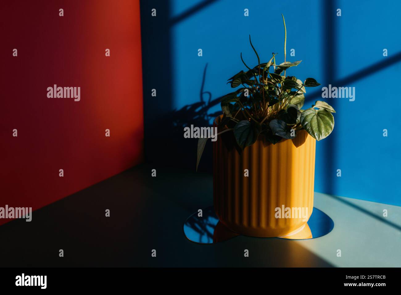 Pothos plant hi-res stock photography and images - Alamy