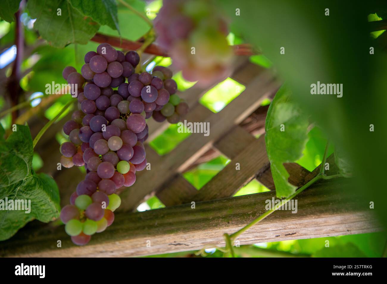 big cluster of red grapes ripening on vine and trellis Stock Photo - Alamy