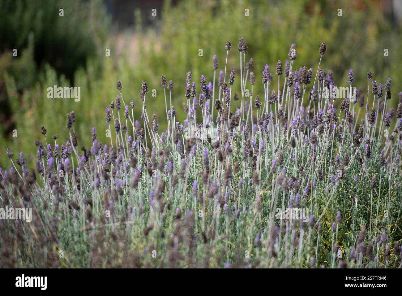 Lavender bush in later stage of bloom on organic farm Stock Photo - Alamy