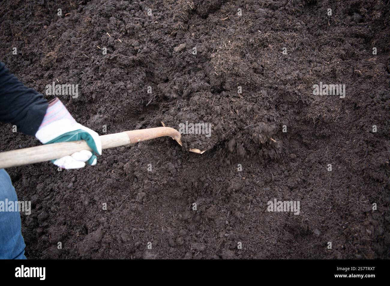 Person using shovel to load up organic compost Stock Photo - Alamy