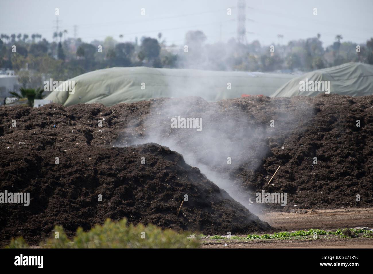 steam rises from a row of organic compost at a commercial facility ...