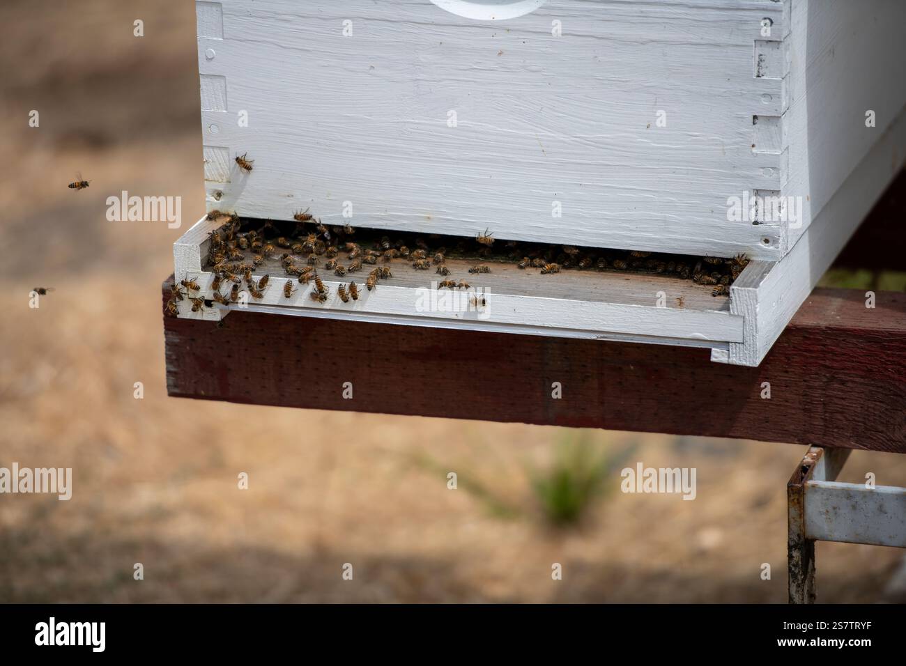 Bees enter and leave the bottom of a white wood bee box Stock Photo - Alamy