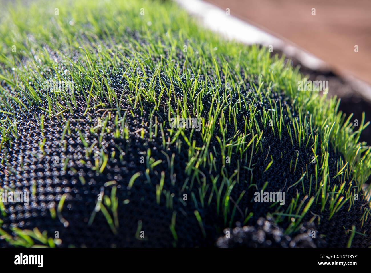 Grasses germinating from black fabric on commercial farm Stock Photo ...