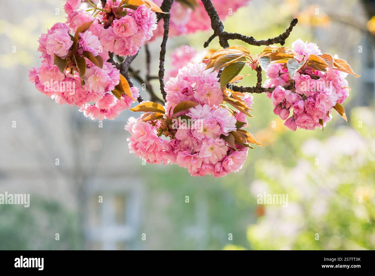 branch of pink sakura in blossom. hanami holiday. nature background in ...