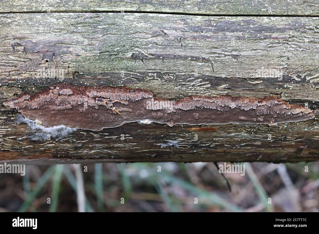 Ferrugineofuscus hi-res stock photography and images - Alamy