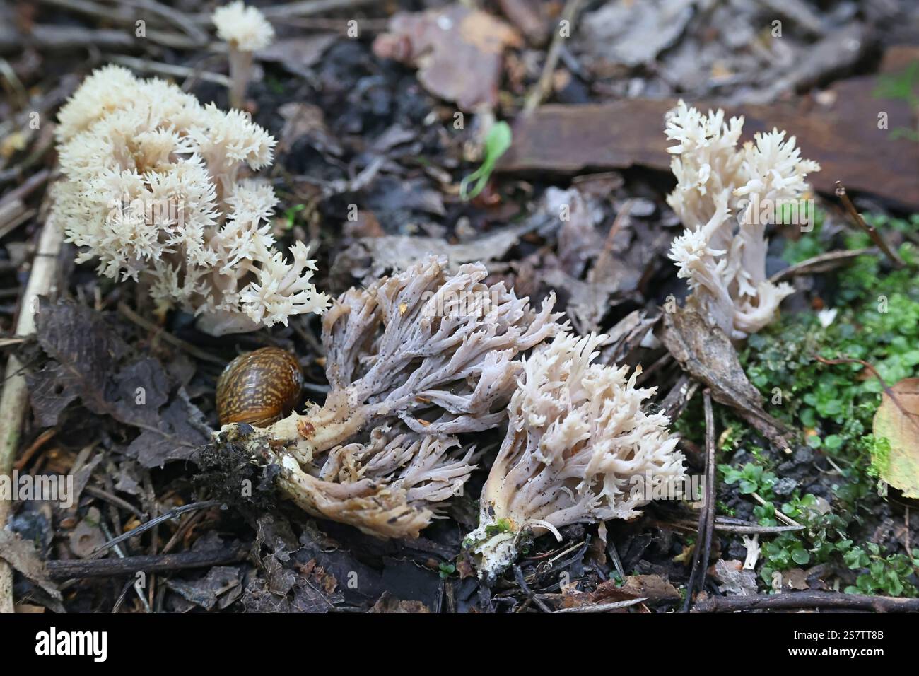 Clavulina cristata, commonly known as Coral fungus, parasitized by ...