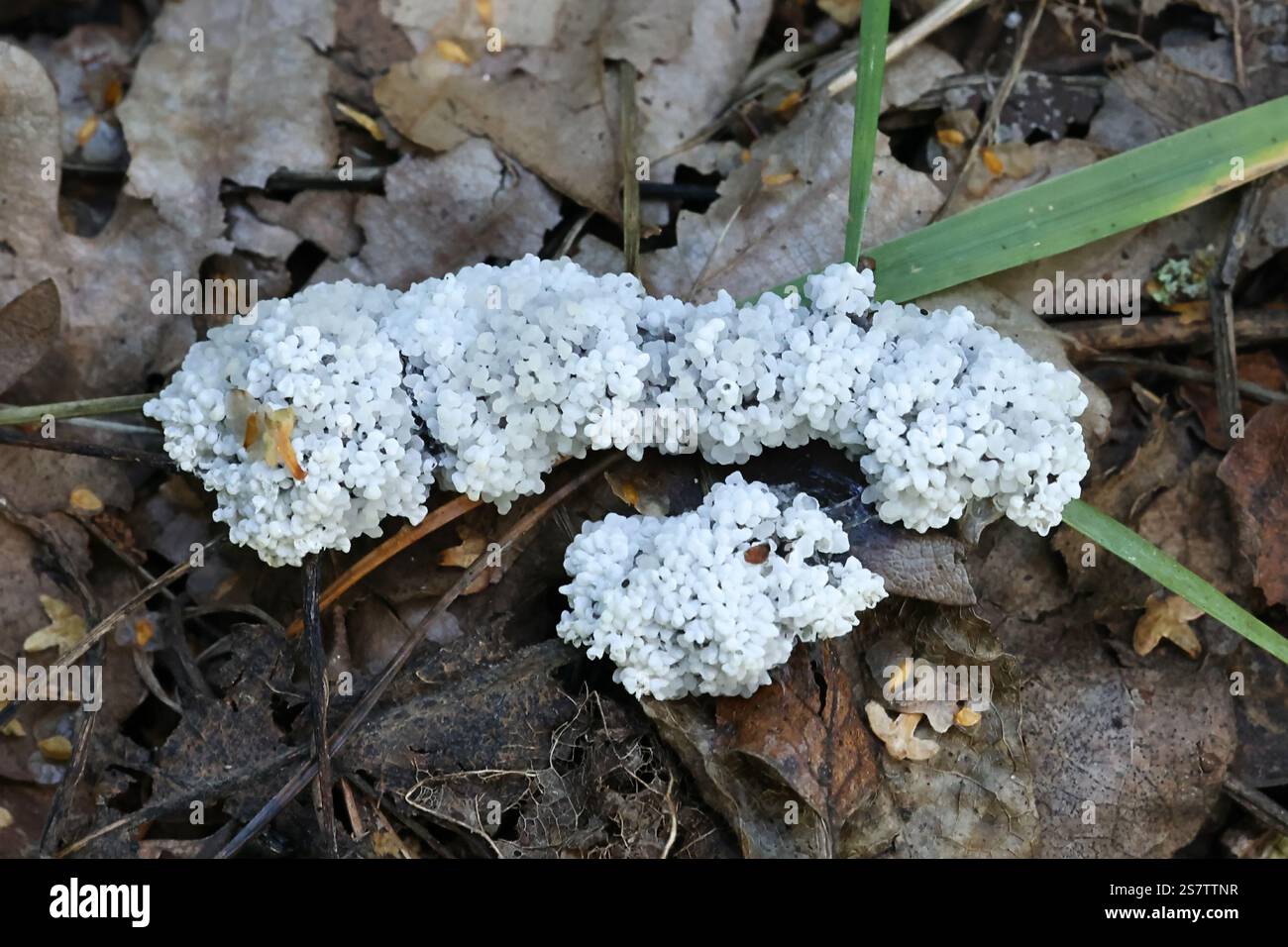 Mucilago crustacea, slime mold from Finland, no common English name ...