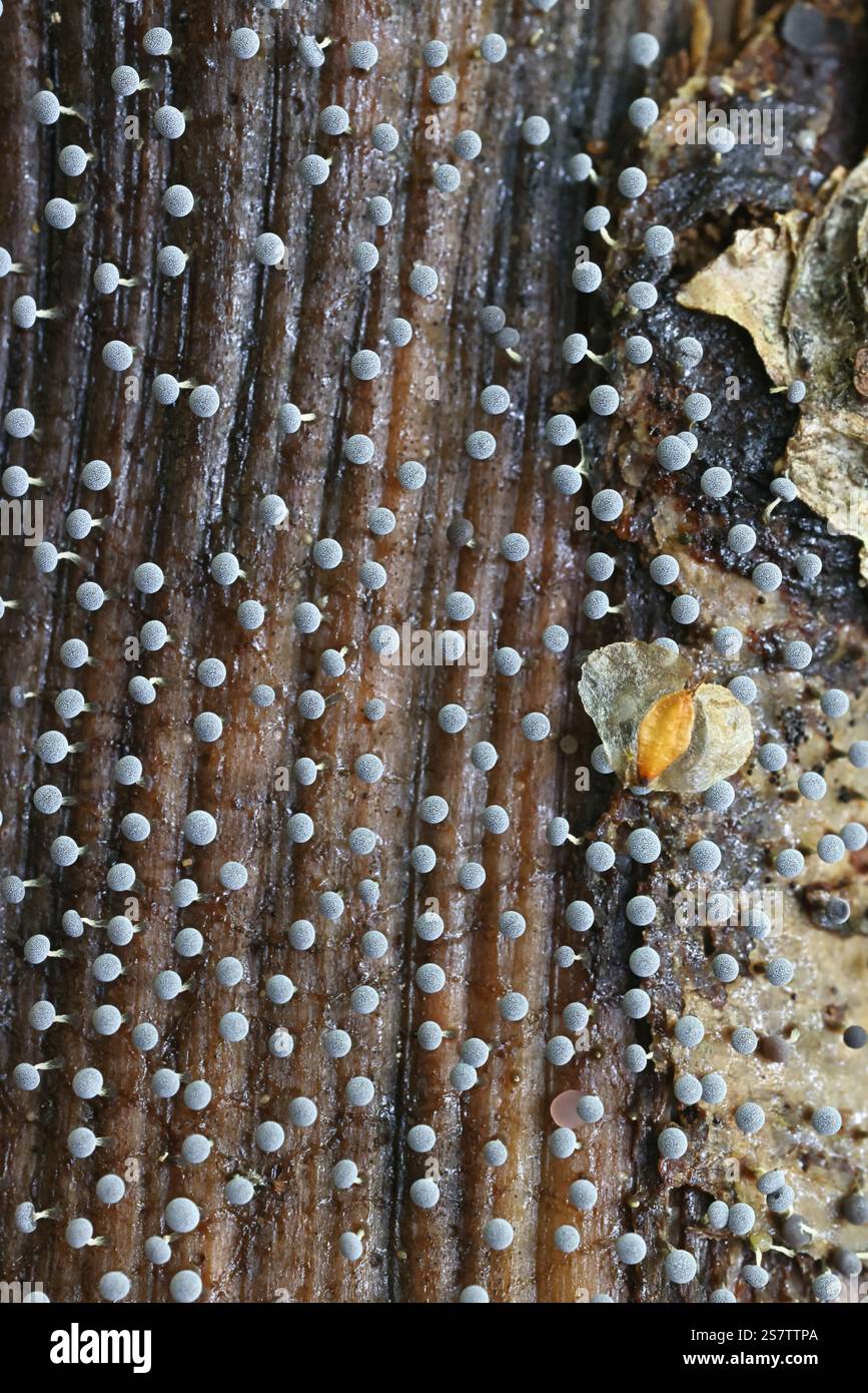 Physarum leucopus, a slime mold from Finland, no common English name ...