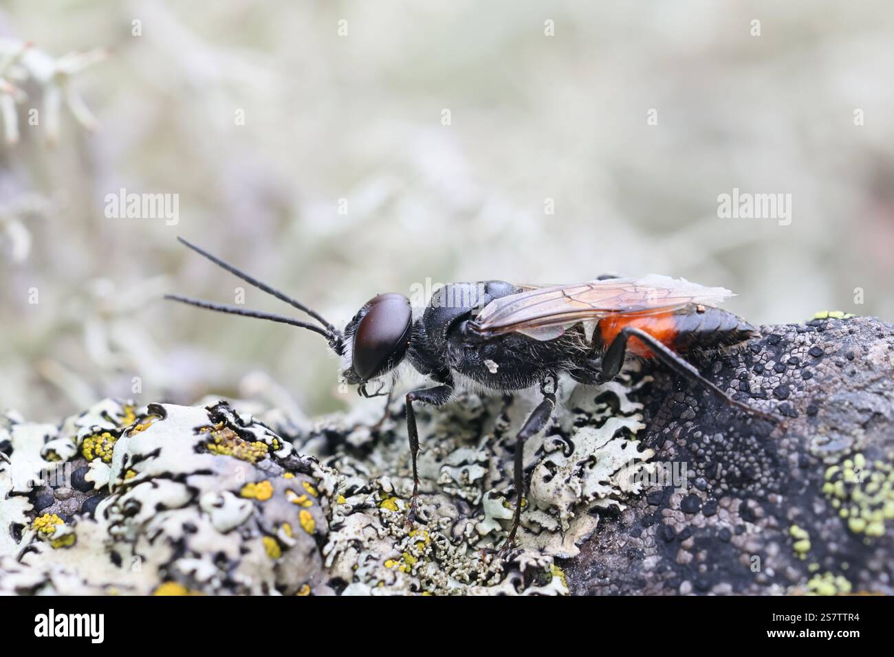 Astata boops, commonly known as shieldbug digger or shieldbug stalker ...