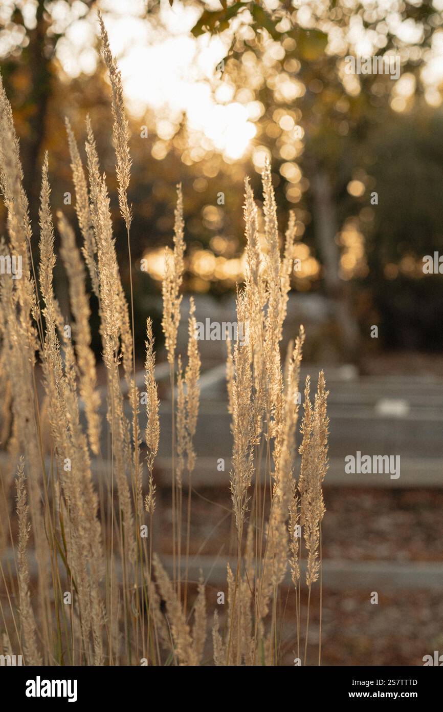 prairie grasses backlit by golden hour sun Stock Photo - Alamy