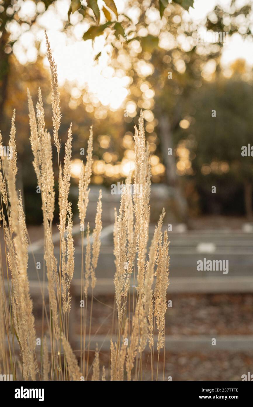 romantic lighting at golden hour Stock Photo - Alamy