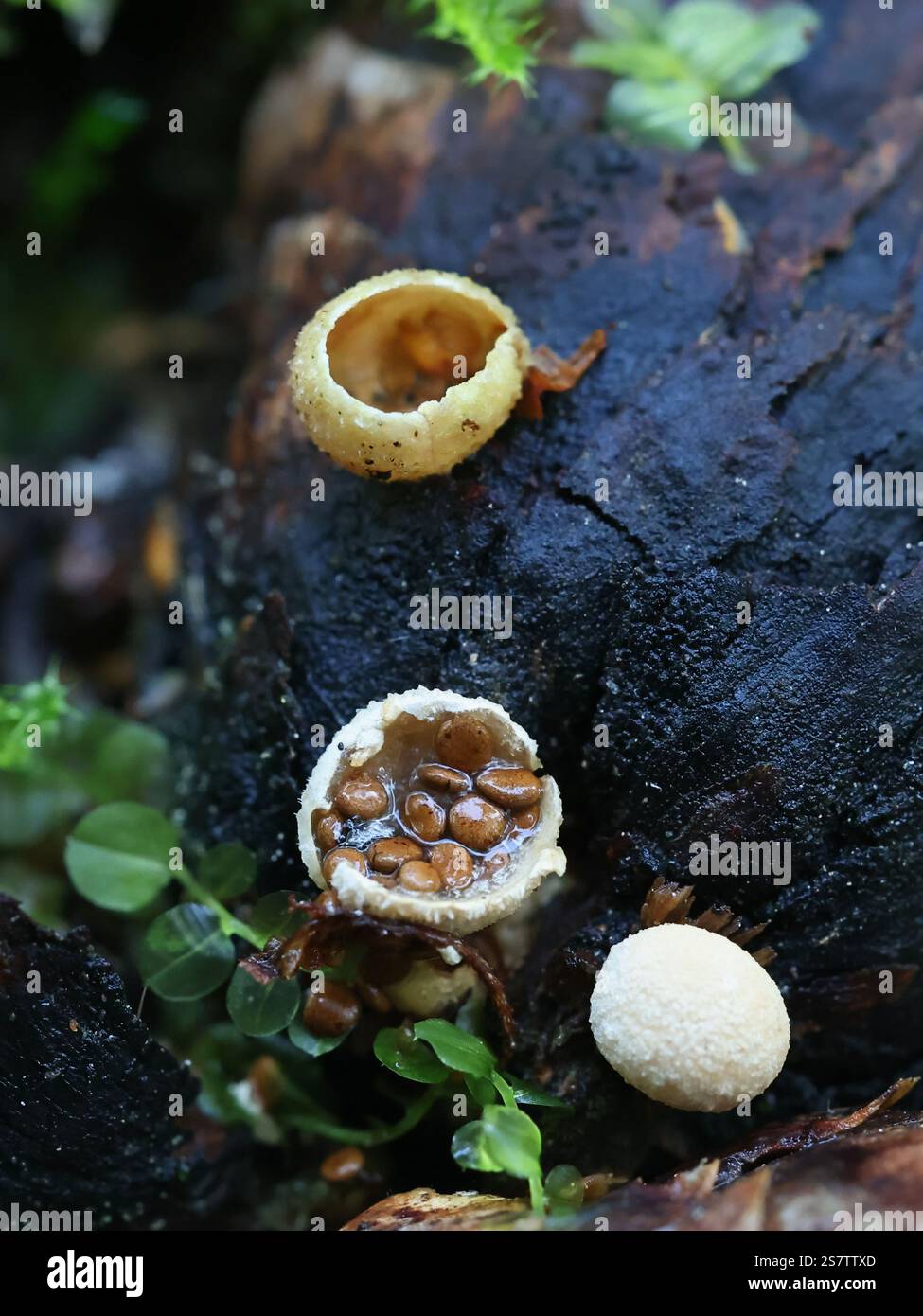 Nidularia deformis, commonly known as Pea-shaped Bird's Nest Fungus ...