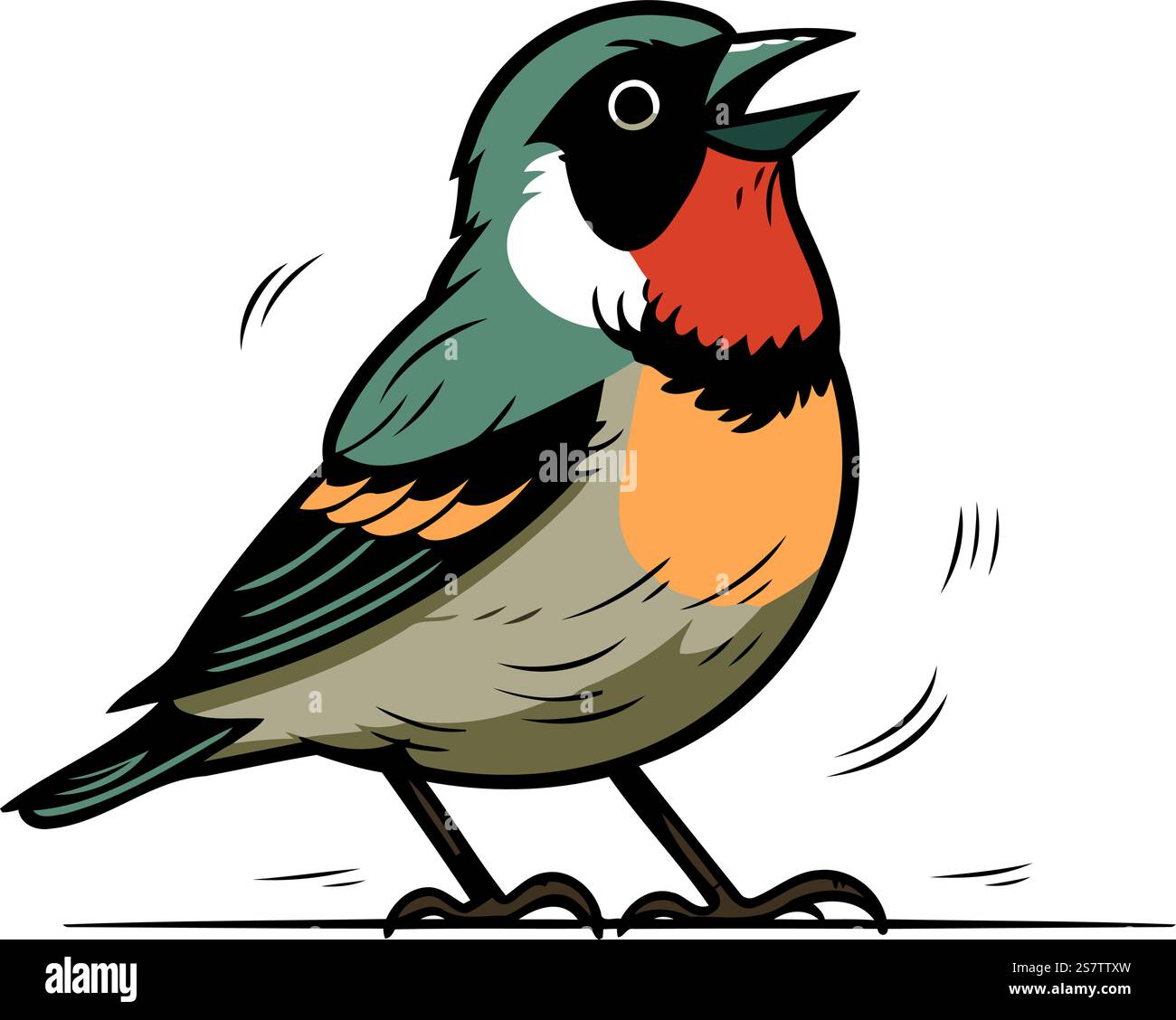 European chaffinch Fringilla coelebs vector illustration Stock Vector ...