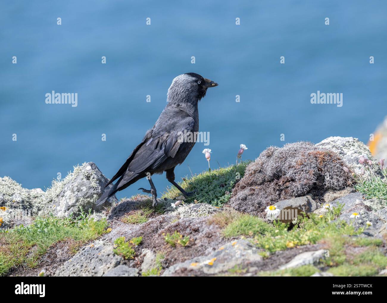 Jackdaw (Corvus monedula) along the cliffs of Skomer Island, Pembroke ...