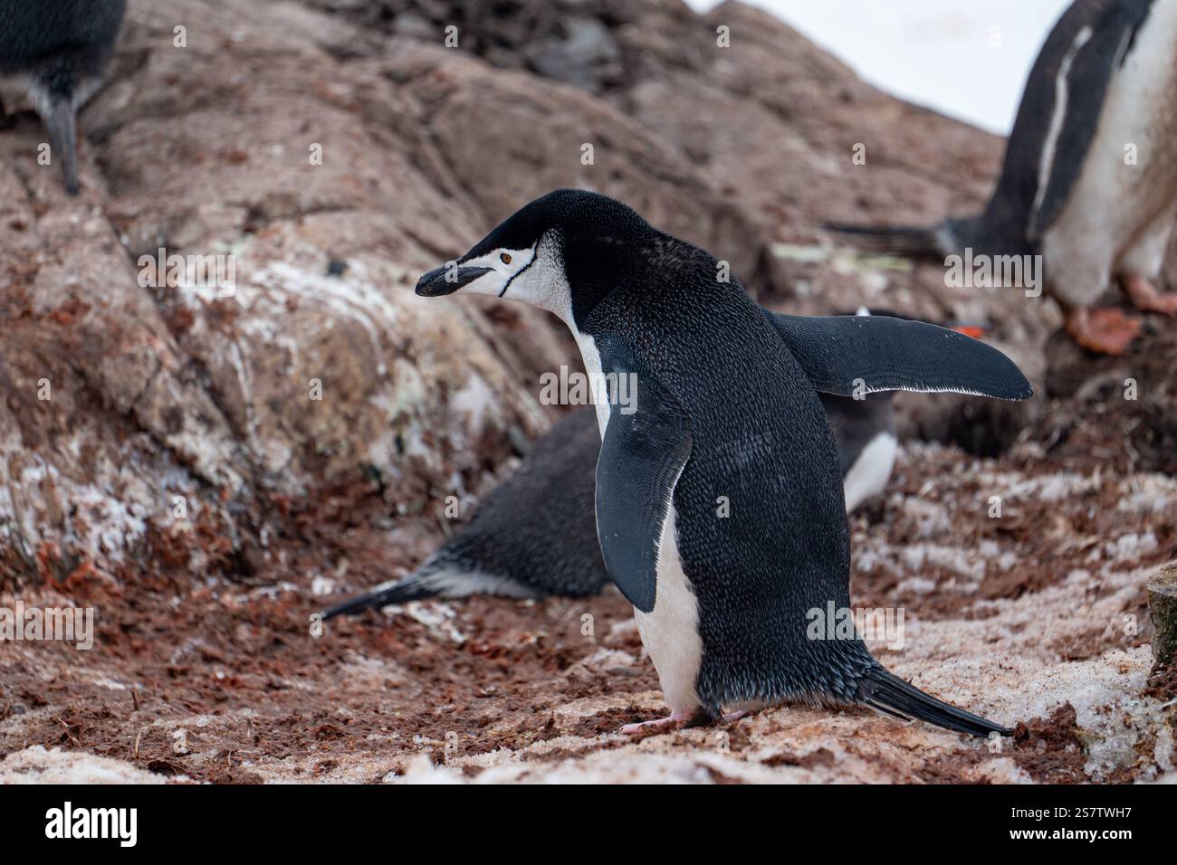 Chinstrap penguin (Pygoscelis antarcticus) in Antarctica. Wild n Stock ...