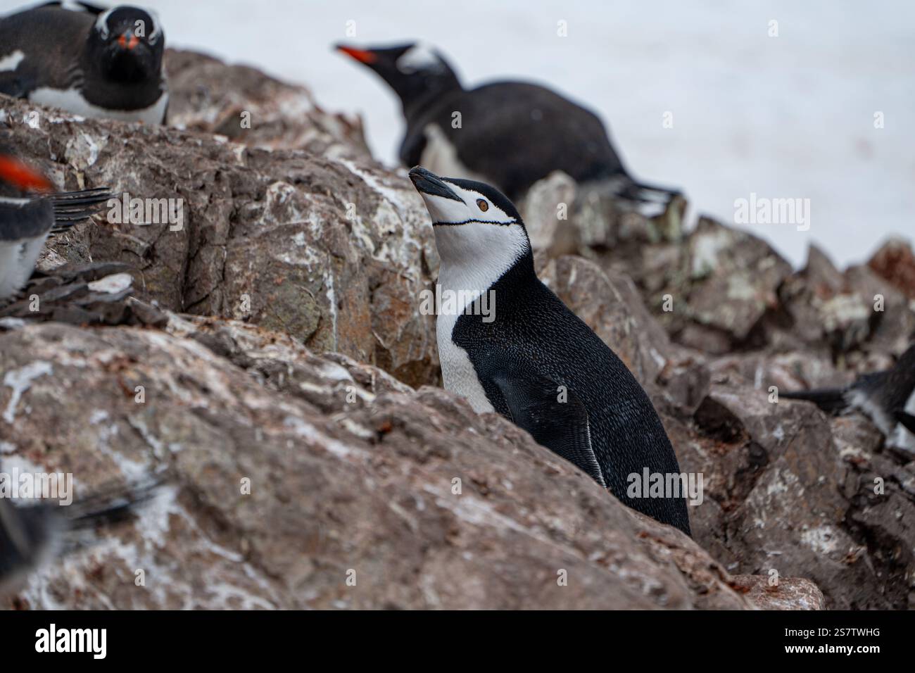 Chinstrap penguin (Pygoscelis antarcticus) in Antarctica. Wild n Stock ...
