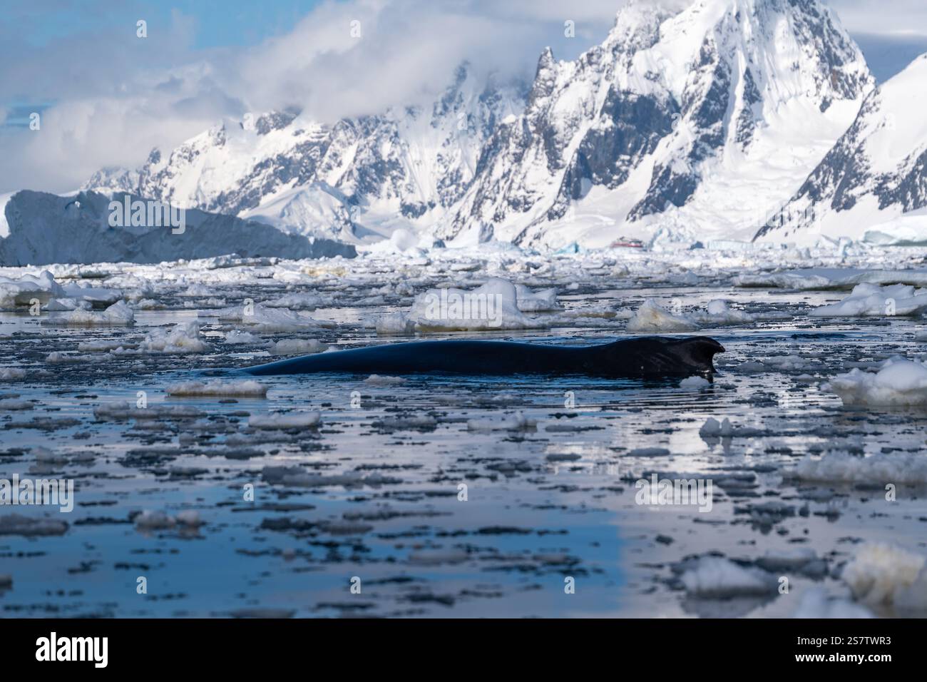 Aerial view of humpback whale on the water. Humpback whale's bac Stock ...